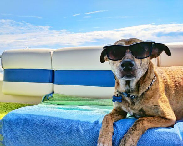 11 Summer Activities For You And Your Dog – AdeoPets