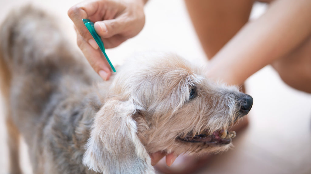 Beat the Fleas and Ticks: Effective Prevention Strategies for Dog Owne ...