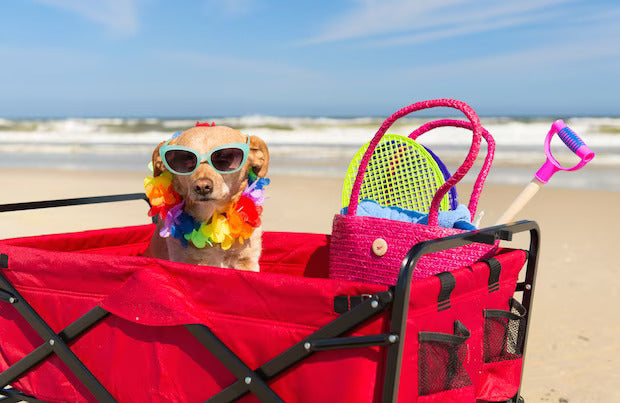 Beach Essentials: Packing the Perfect Doggy Beach Bag – AdeoPets