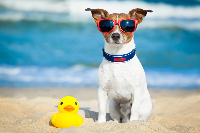 Keep Your Dog Safe and Cool in the Heat | AdeoPets.com