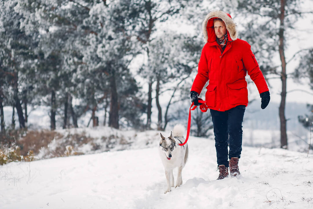 How Cold is Safe for Your Dog? | AdeoPets.com