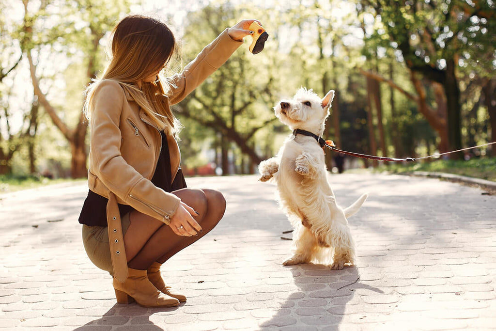 7 Basic Commands Every Puppy Should Know | AdeoPets.com