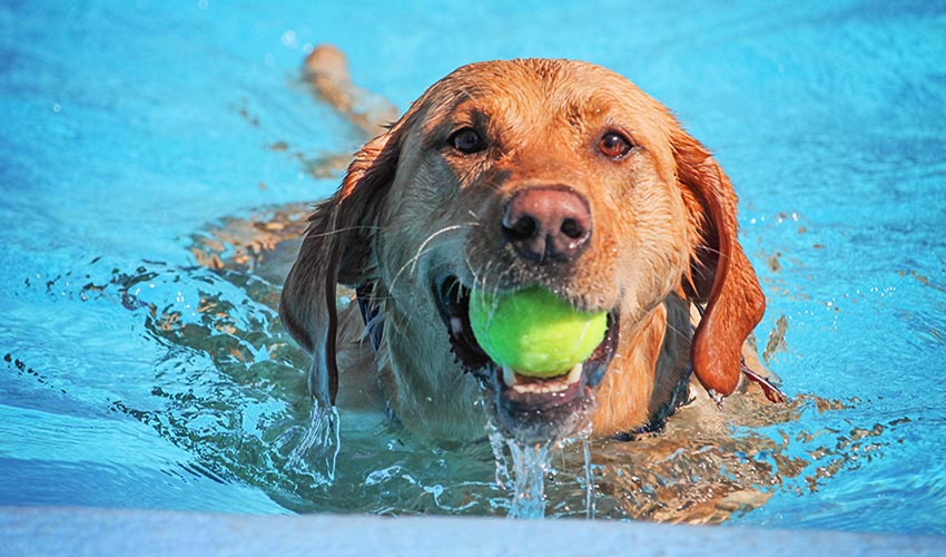 Fun and Safe Water Activities for Dogs: Beat the Heat with Water Fun ...